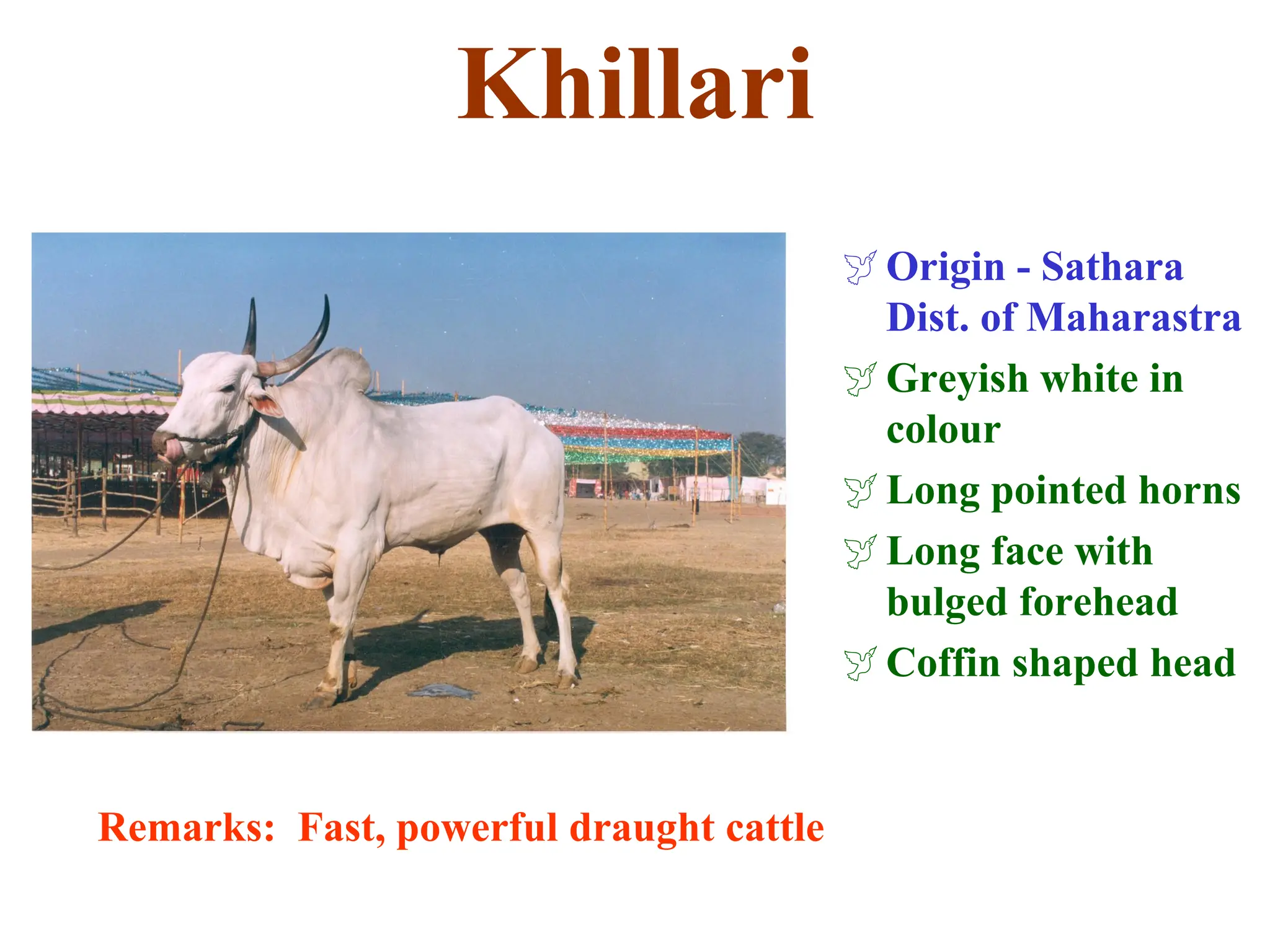 Cattle Breeds dual purpose, draught, milch | PDF