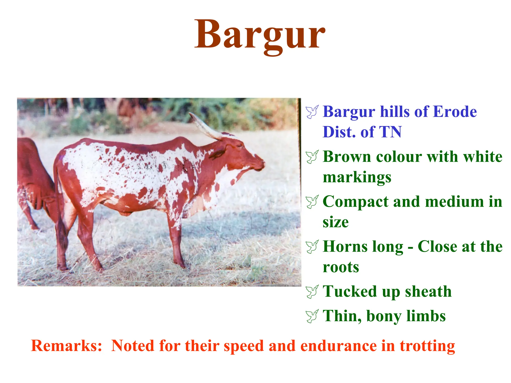 Cattle Breeds dual purpose, draught, milch | PDF