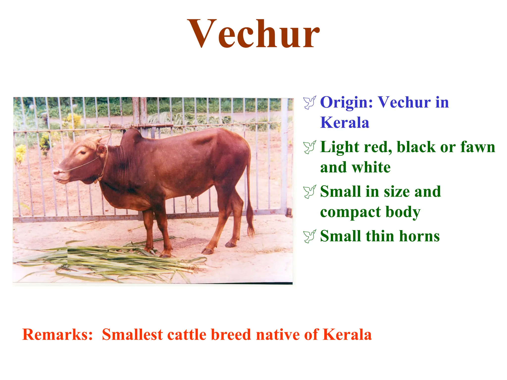 Cattle Breeds dual purpose, draught, milch | PDF