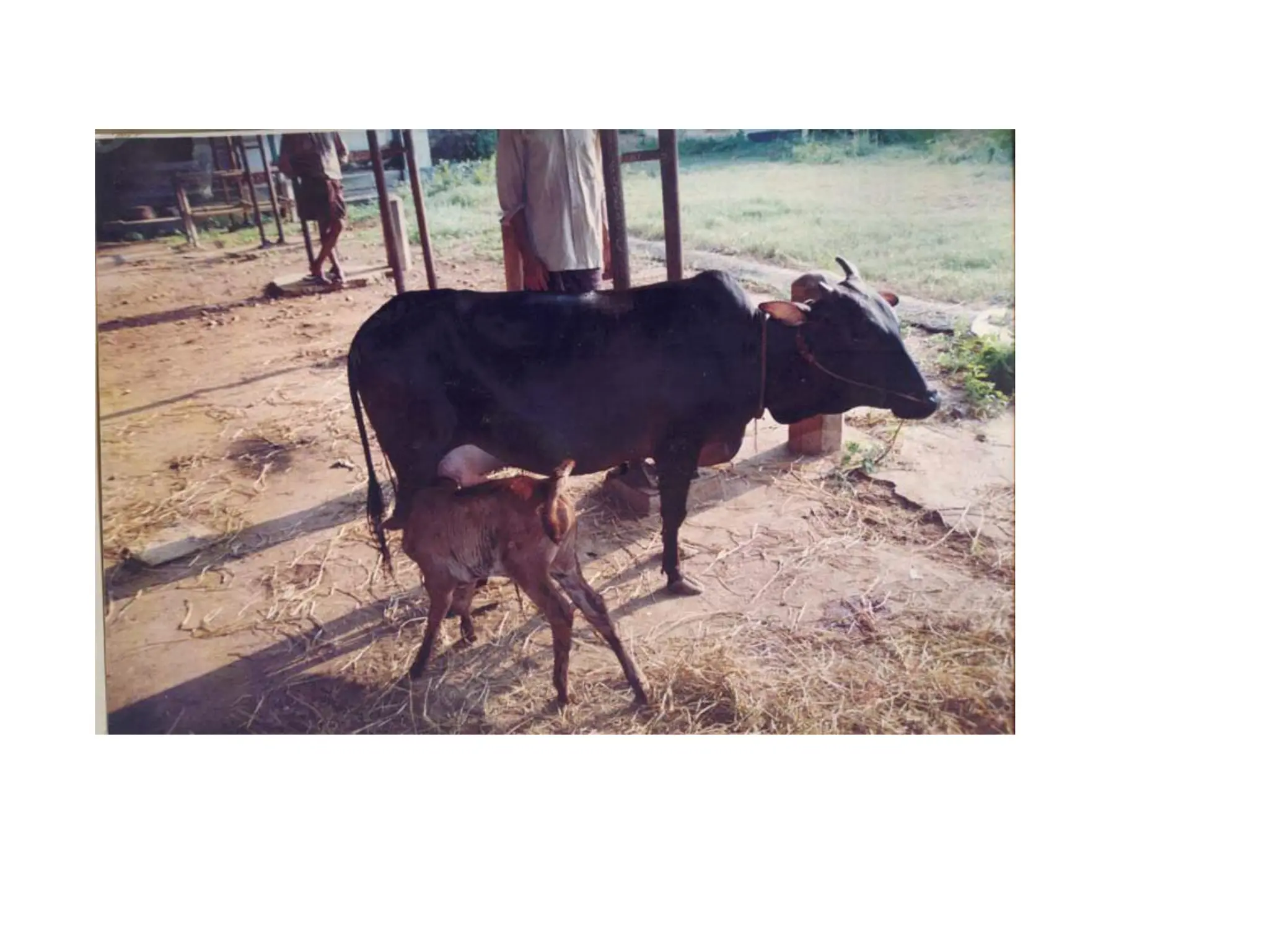 Cattle Breeds dual purpose, draught, milch | PDF