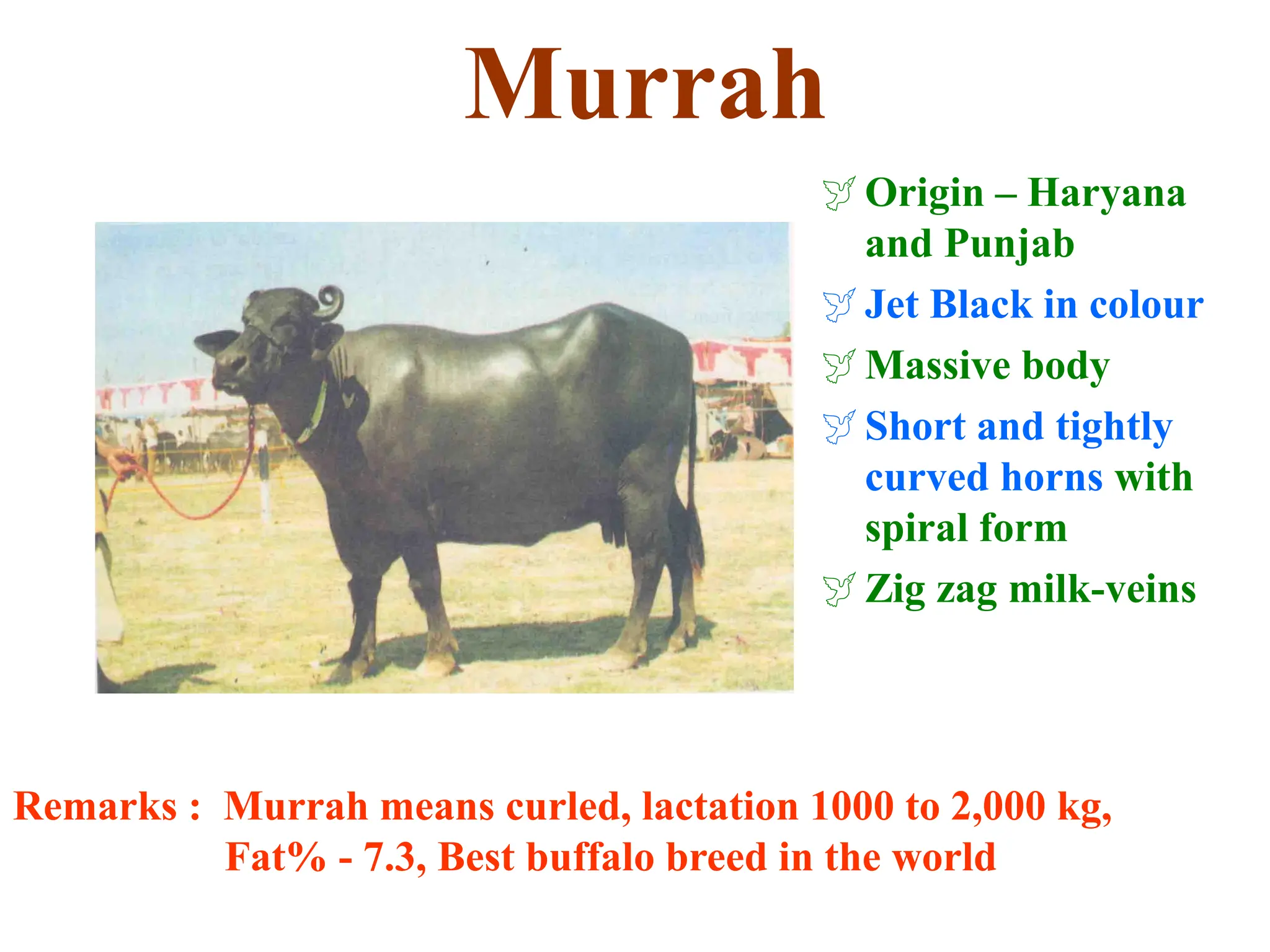 Cattle Breeds dual purpose, draught, milch | PDF
