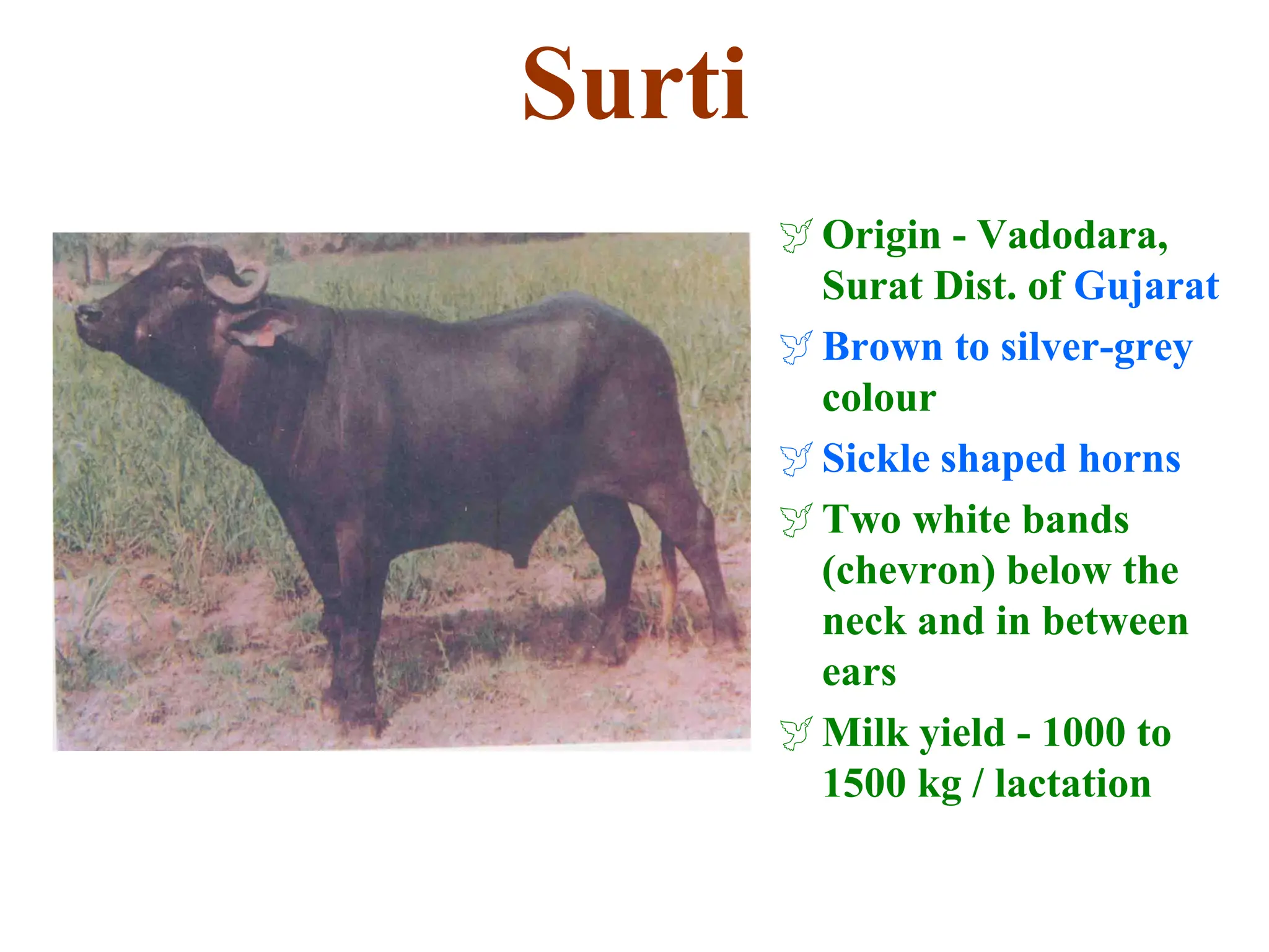 Cattle Breeds dual purpose, draught, milch | PDF
