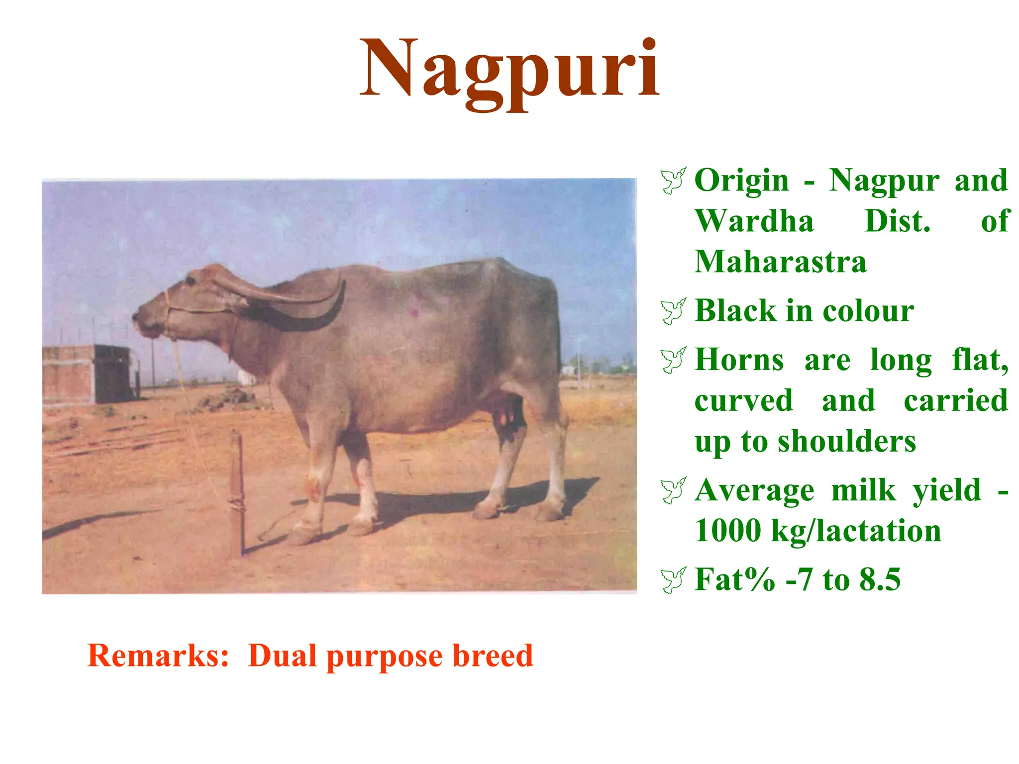 Cattle Breeds dual purpose, draught, milch | PDF