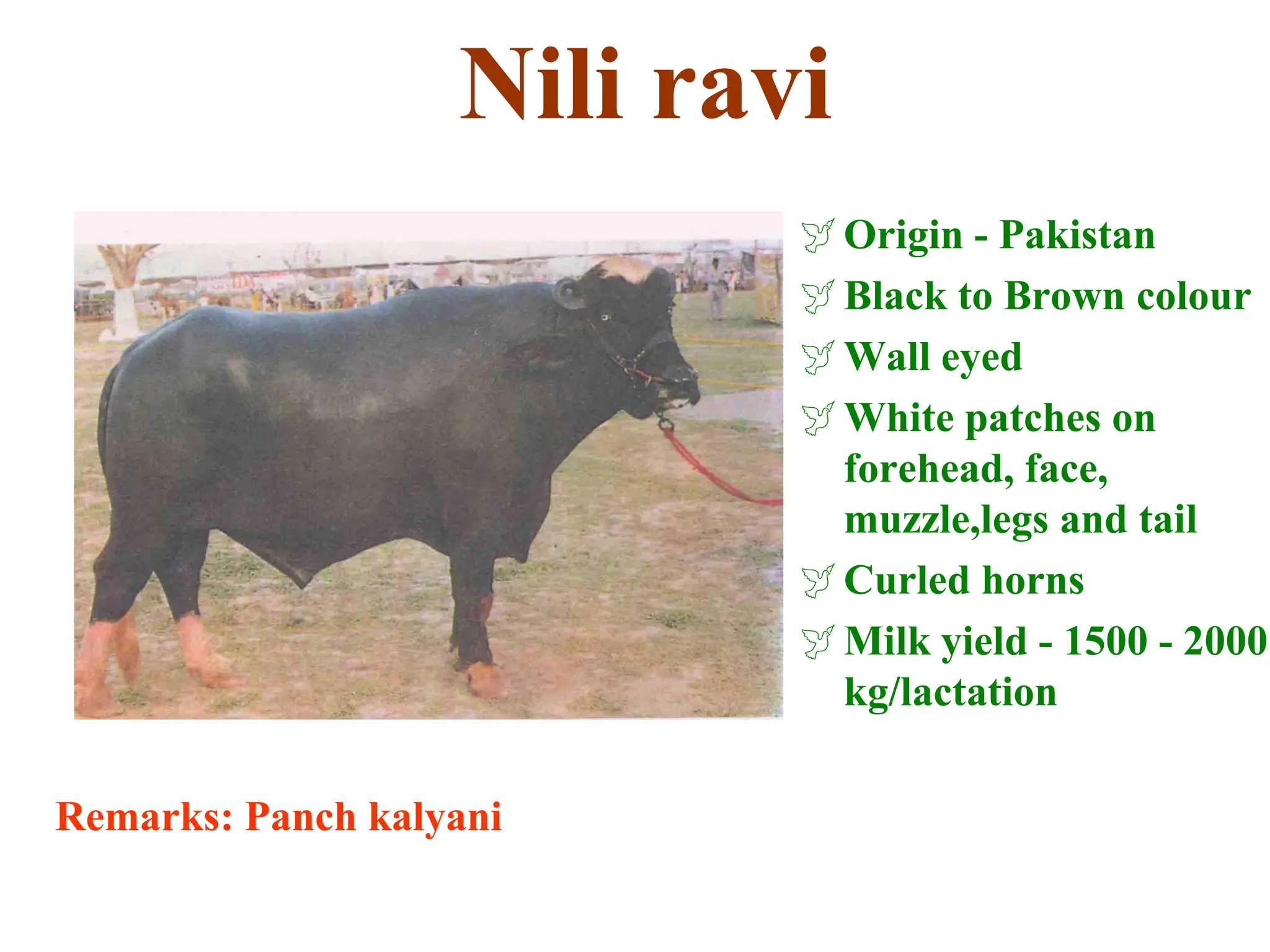 Cattle Breeds dual purpose, draught, milch | PDF