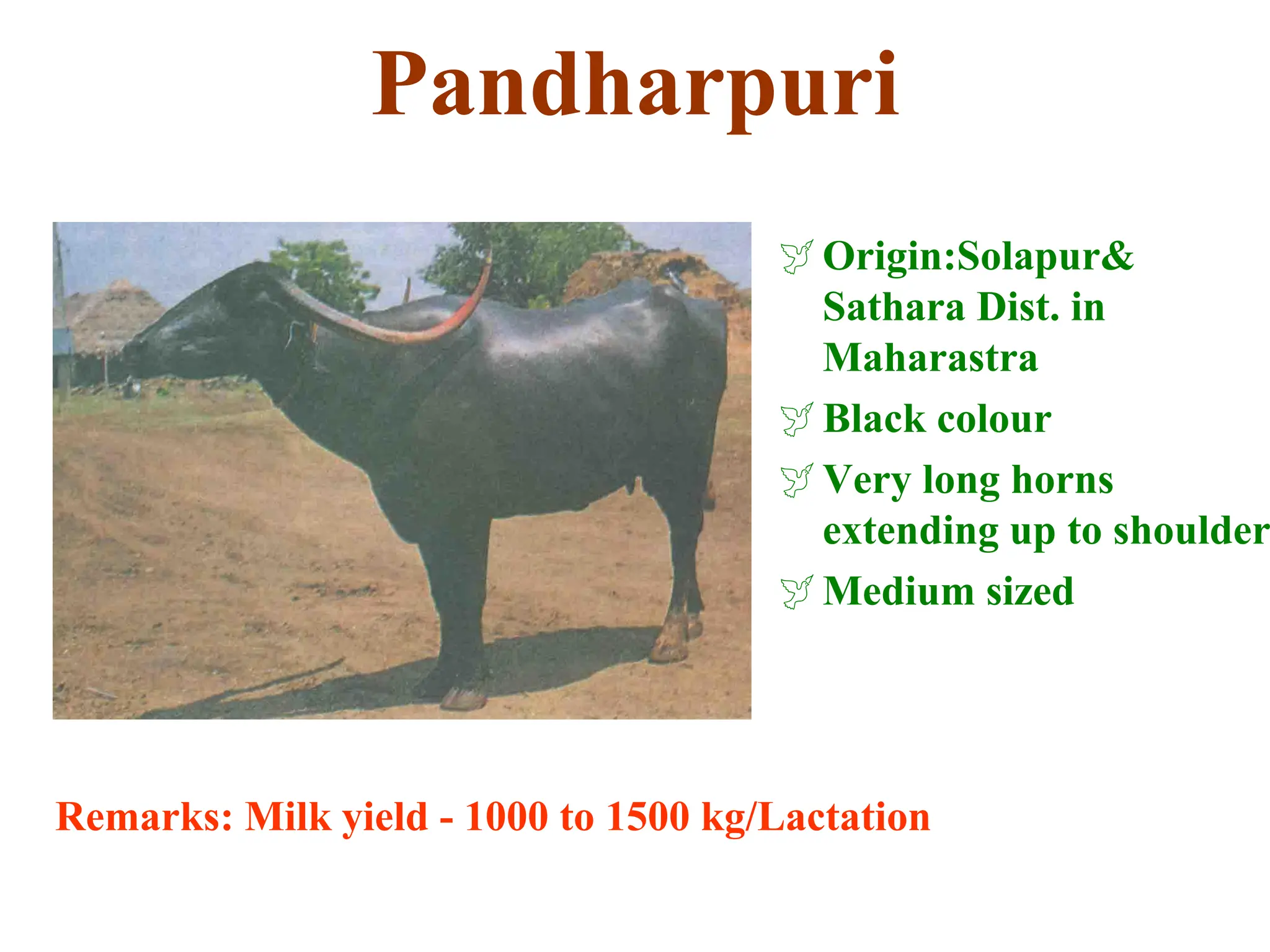 Cattle Breeds dual purpose, draught, milch | PDF