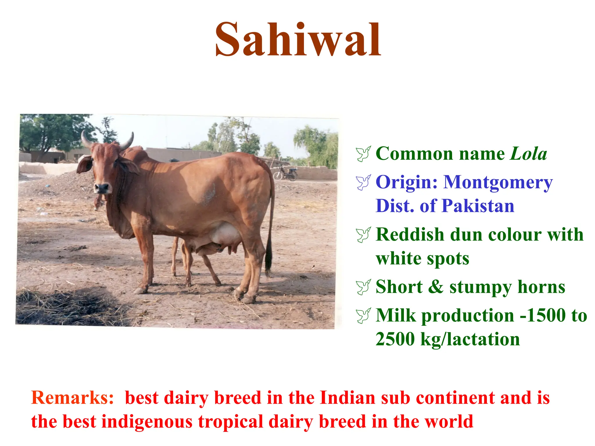 Cattle Breeds dual purpose, draught, milch | PDF
