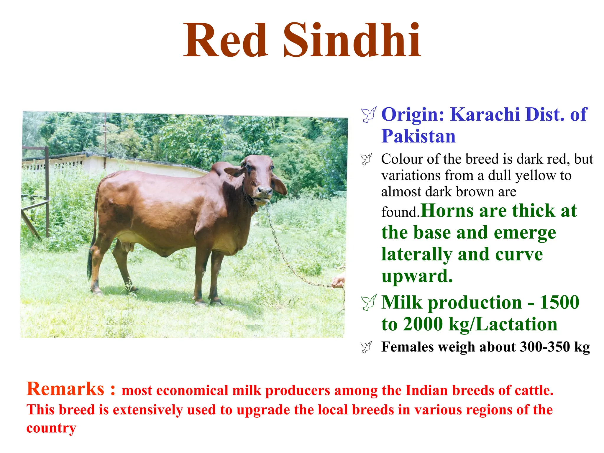 Cattle Breeds dual purpose, draught, milch | PDF