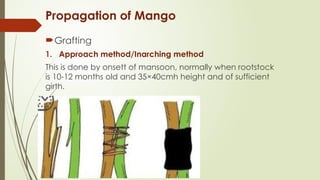 Cultivation of mango Mangifera indica..... | PPTX