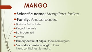 Cultivation of mango Mangifera indica..... | PPTX