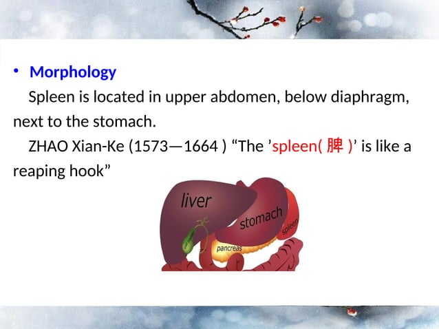 Five zang organs Traditional Chinese Medicine.ppt