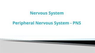 3. week - Peripheral Nervous System PNS. PPTX | PPT