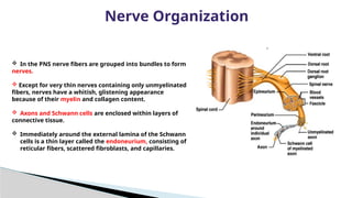 3. week - Peripheral Nervous System PNS. PPTX | PPT