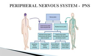 3. week - Peripheral Nervous System PNS. PPTX | PPT