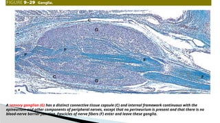 3. week - Peripheral Nervous System PNS. PPTX | PPTX