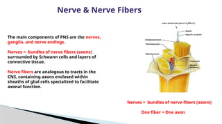 3. week - Peripheral Nervous System PNS. PPTX | PPTX