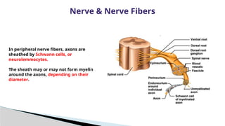 3. week - Peripheral Nervous System PNS. PPTX | PPT