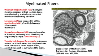 3. week - Peripheral Nervous System PNS. PPTX | PPTX