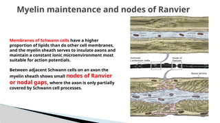3. week - Peripheral Nervous System PNS. PPTX | PPT