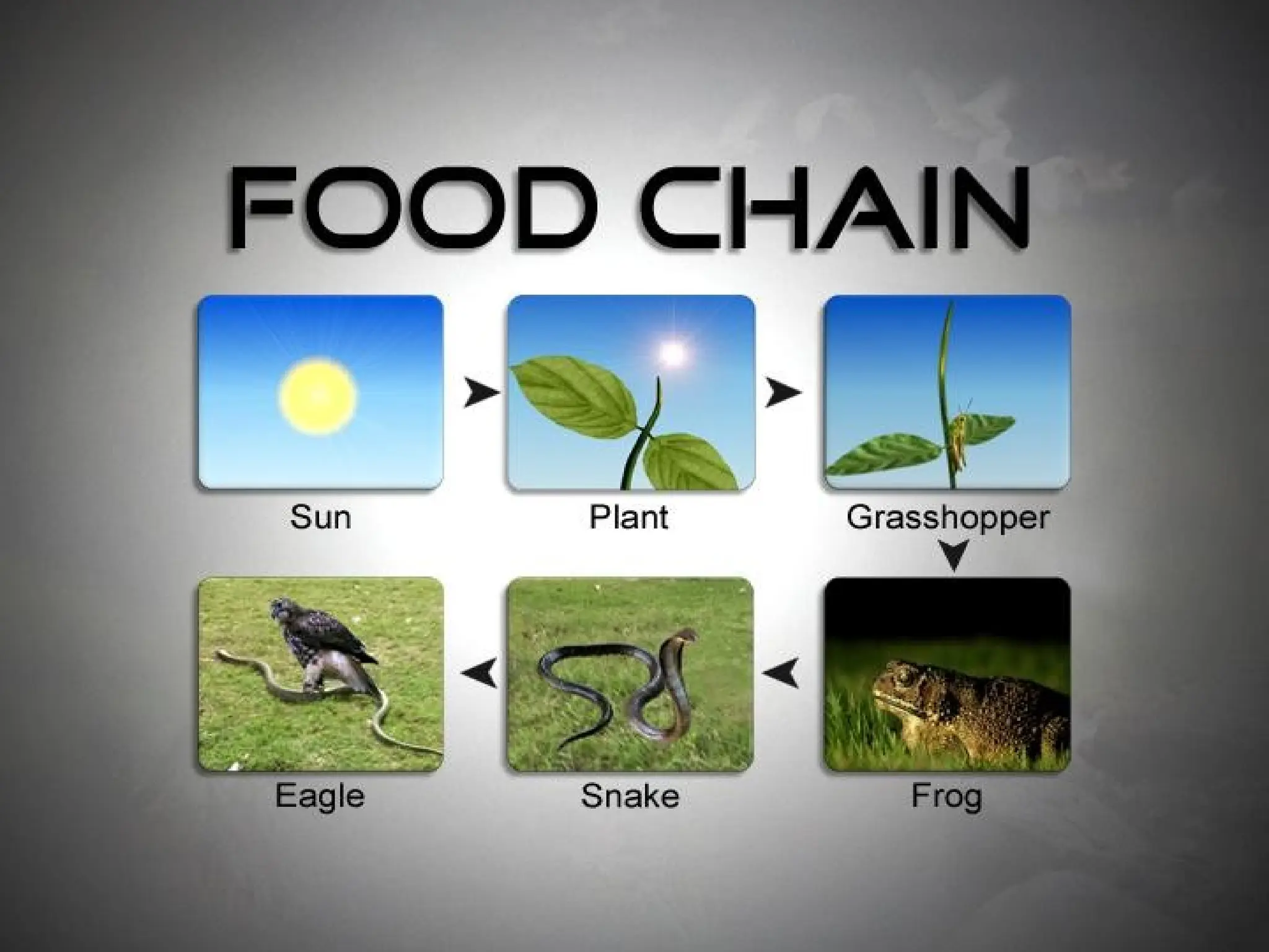 3.pptx food chains presentation bachelors | PPT