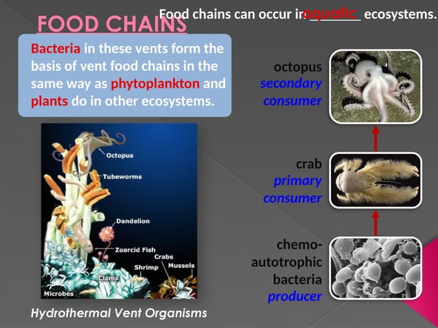 3.pptx food chains presentation bachelors | PPT