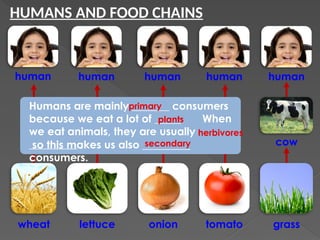 3.pptx food chains presentation bachelors | PPT