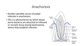3. etiology/ DENTAL PULP, PULP CHARACTHERISTICS | PPT