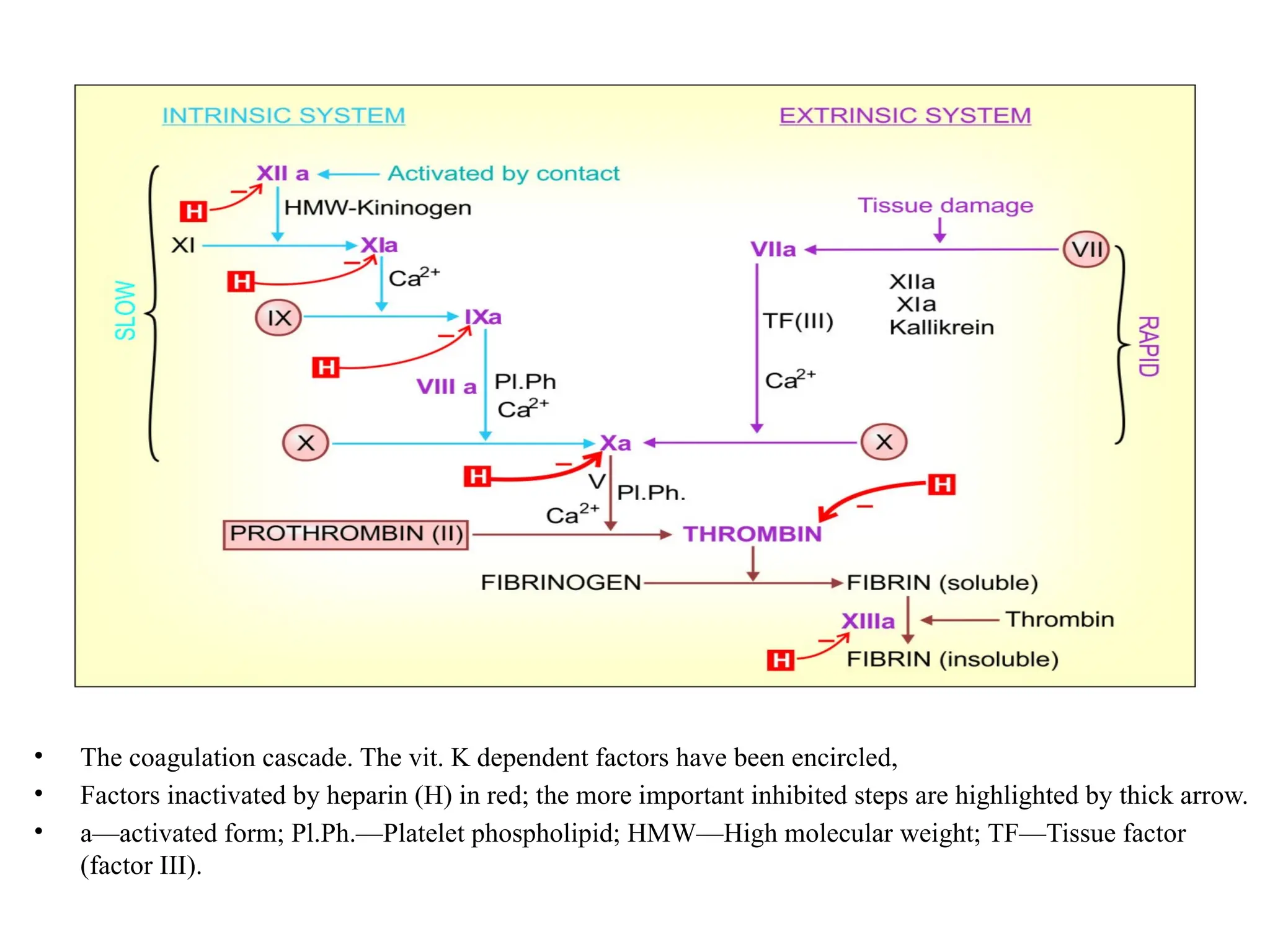 3. ABOUT COAGULANT AND ANTICOAGULANT.pptx