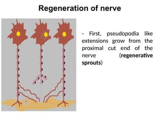3. Degeneration a Regeneration of Nerve Fibres.pptx