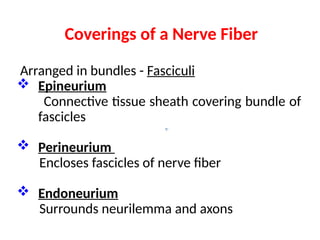 3. Degeneration a Regeneration of Nerve Fibres.pptx