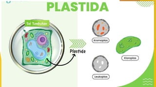 materi jaringan tumbuhan membahas mengenai jenis-jenis jaringan pada ...