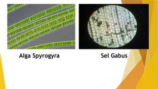 materi jaringan tumbuhan membahas mengenai jenis-jenis jaringan pada ...