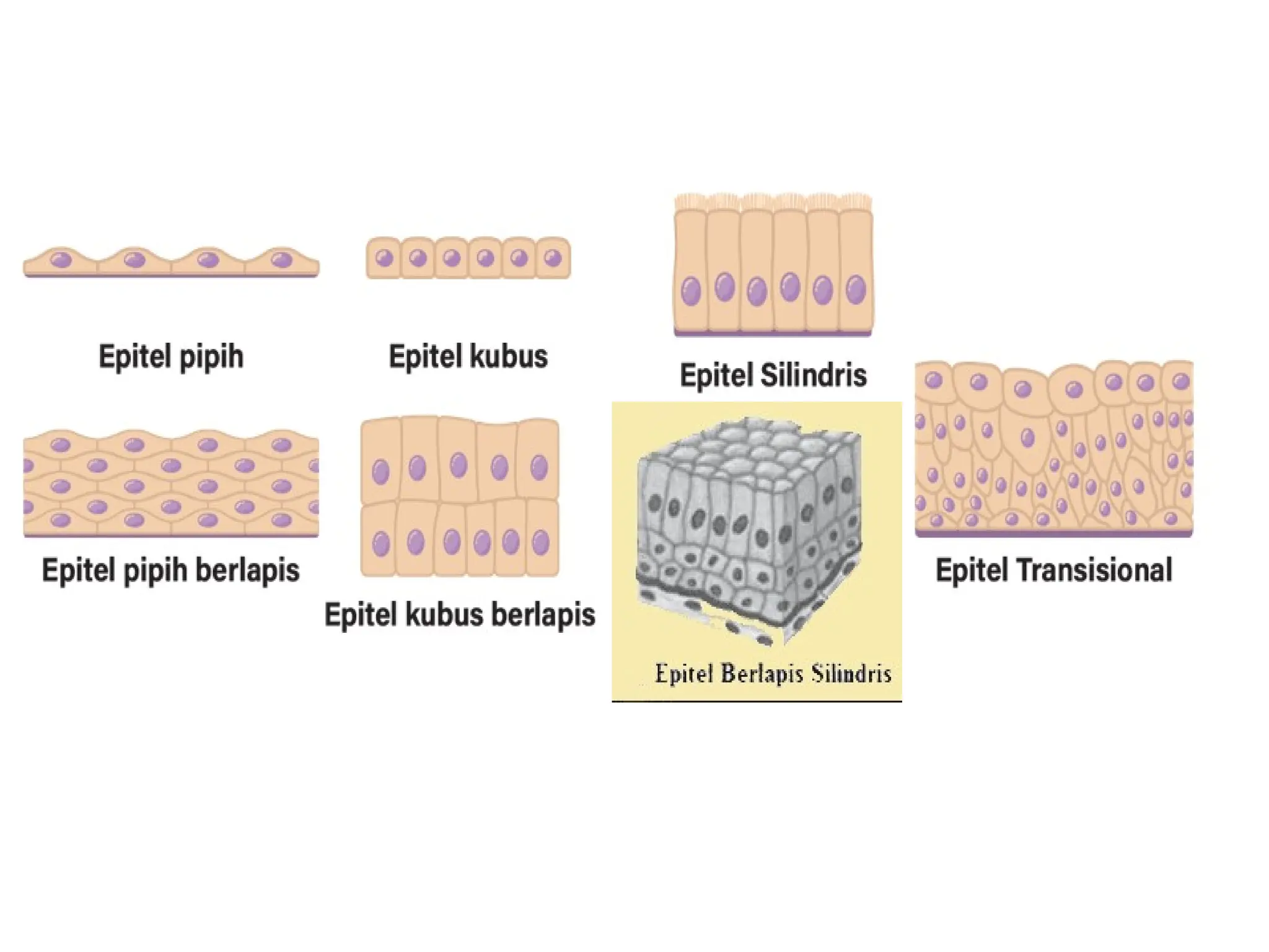 materi sel kelas 11 sma membahas mengenai apa itu sel, struktur sel dan ...