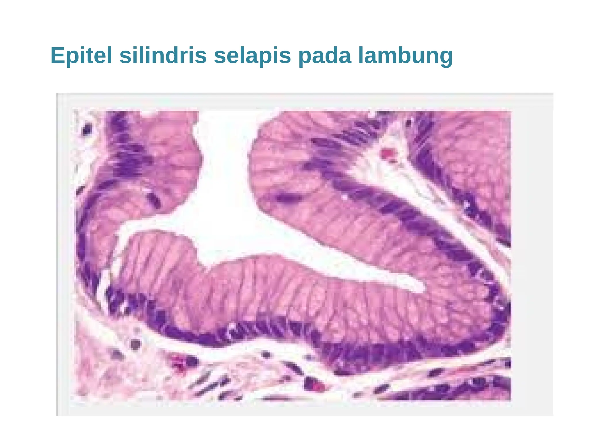 materi sel kelas 11 sma membahas mengenai apa itu sel, struktur sel dan ...