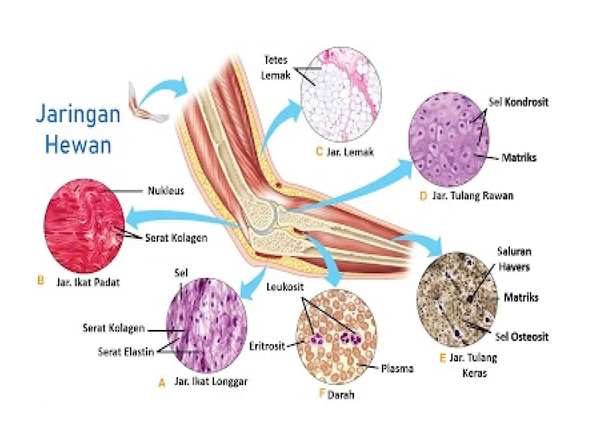 materi sel kelas 11 sma membahas mengenai apa itu sel, struktur sel dan ...