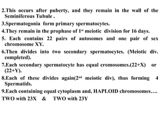 3. Embryology : Gametogenesis Gametogenesis .ppt