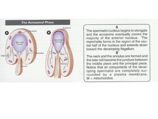 3. Embryology : Gametogenesis Gametogenesis .ppt