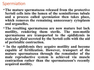 3. Embryology : Gametogenesis Gametogenesis .ppt