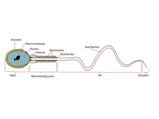 3. Embryology : Gametogenesis Gametogenesis .ppt