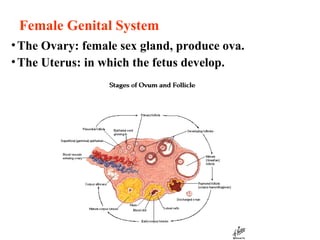 3. Embryology : Gametogenesis Gametogenesis .ppt