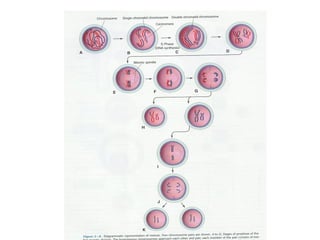 3. Embryology : Gametogenesis Gametogenesis .ppt
