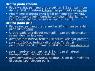 3.-anatomi fisiologi -sistem perkemihan.ppt