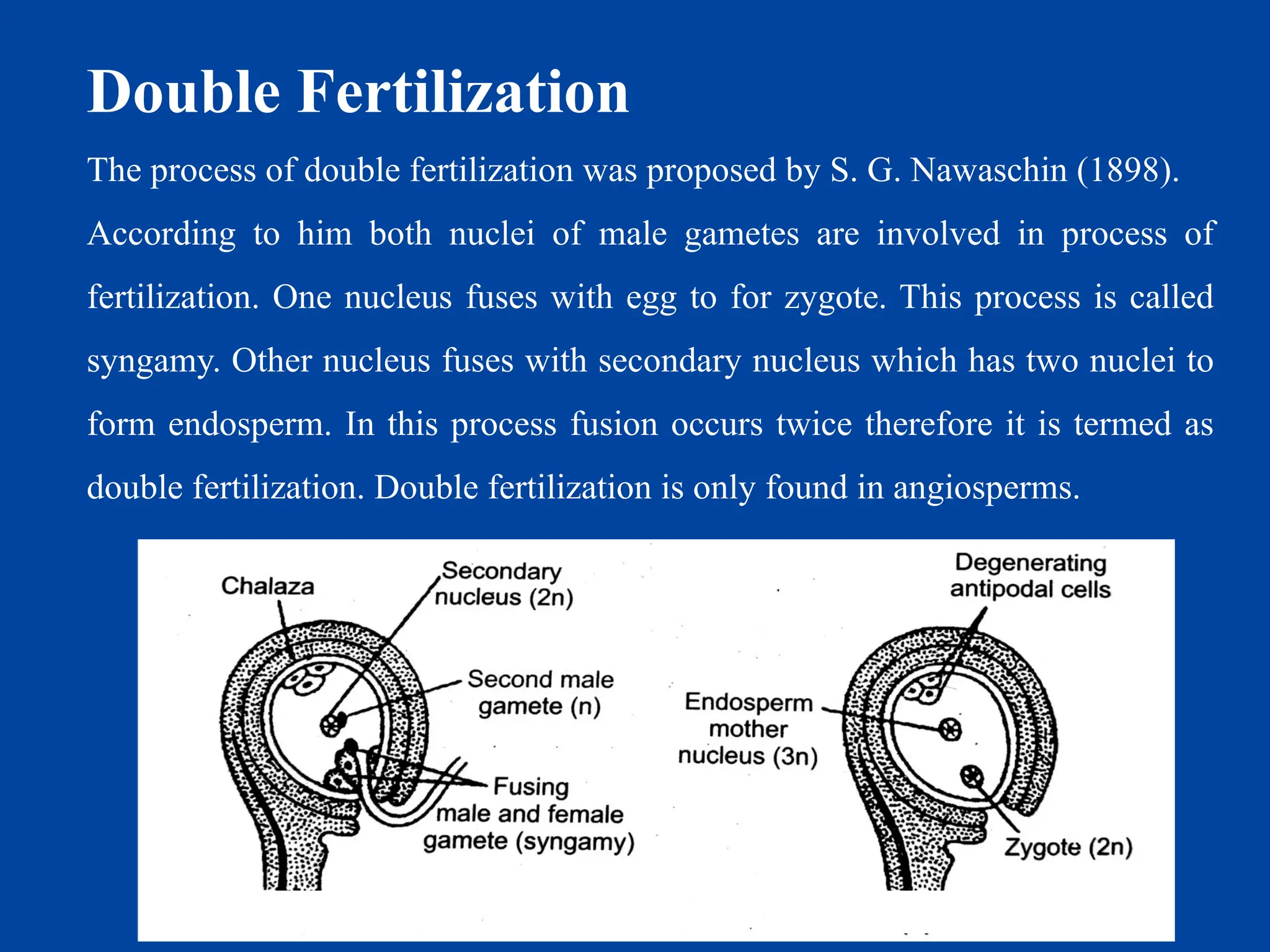 Fertilization in angiosperms powerpoint presentation | PPTX
