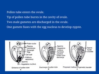Fertilization in angiosperms powerpoint presentation | PPT