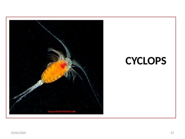3. Lice and Cyclops.pptx entomology ppt. | PPTX