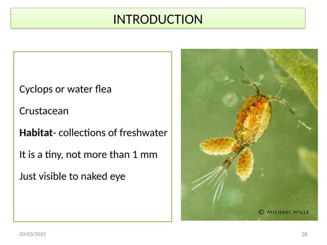 3. Lice and Cyclops.pptx entomology ppt. | PPTX