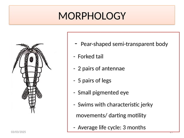 3. Lice and Cyclops.pptx entomology ppt. | PPTX