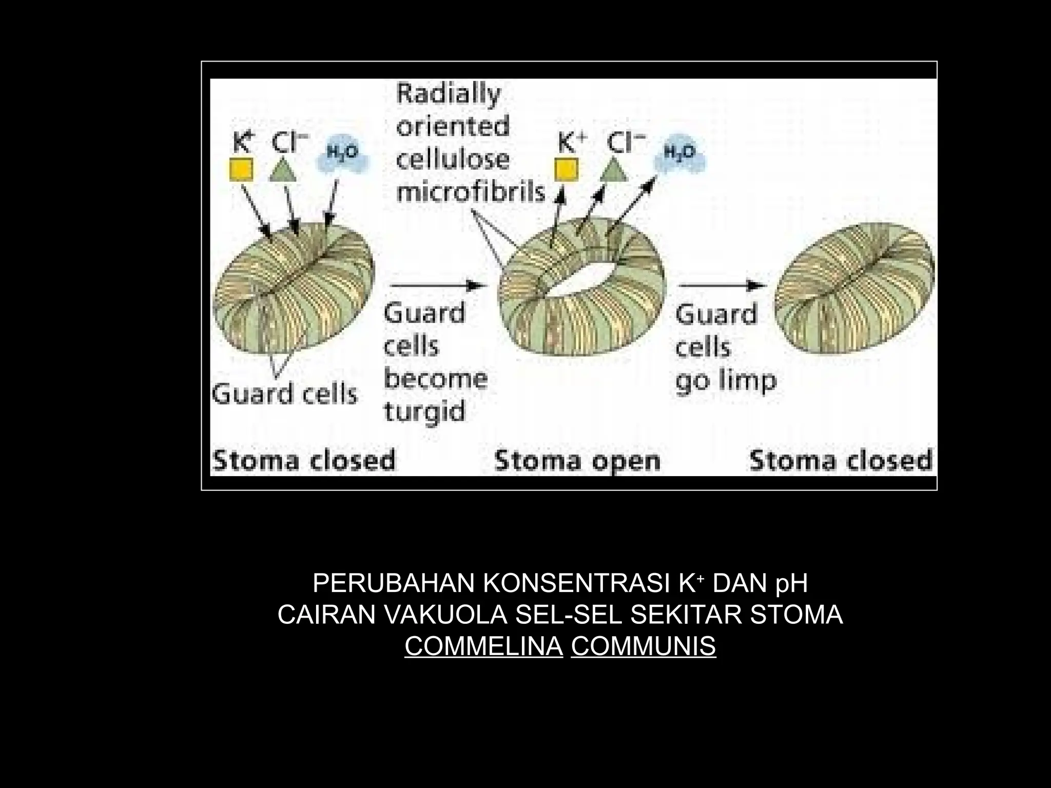 3. TRANSPIRASI dan mekanisme stomata.ppt