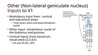 3. Organisation and Functions of Visual Cortex.pptx