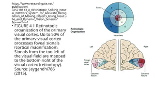 3. Organisation and Functions of Visual Cortex.pptx