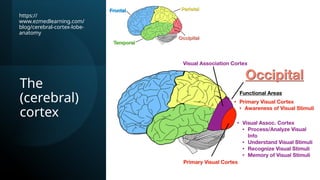 3. Organisation and Functions of Visual Cortex.pptx